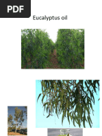 Safeda Tree Description Lavish Sharma | PDF