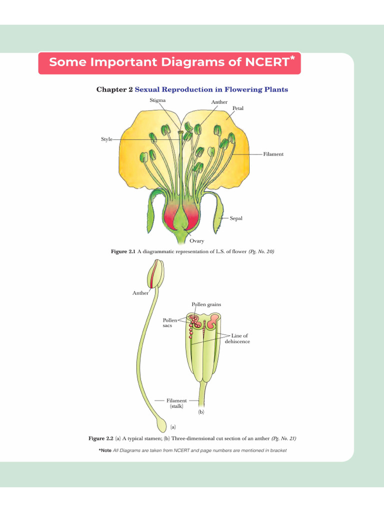 12th - Some Important Diagrams of Ncert | PDF
