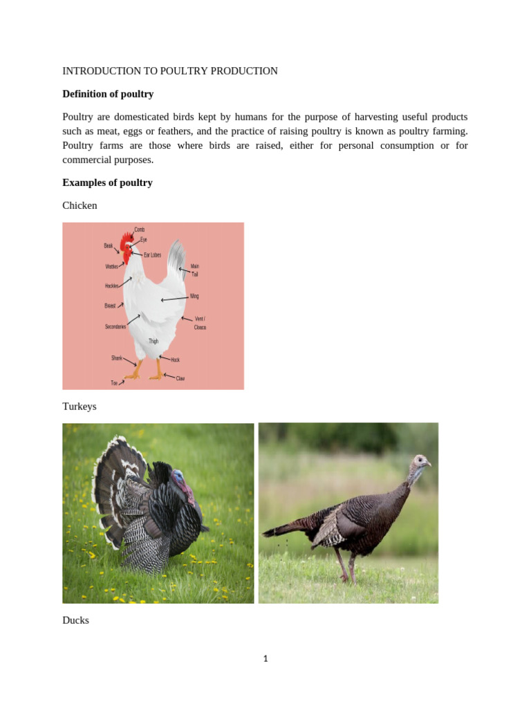 Group 1 Poultry | PDF