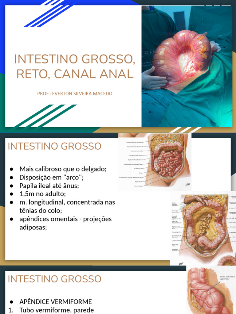 Intestino Grosso, Reto, Canal Anal | PDF
