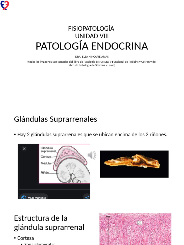 Glándula Suprarrenal | PDF