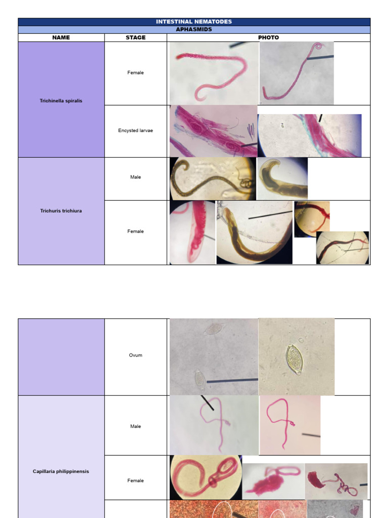 Para Lab Nema Trema Cestodes | PDF