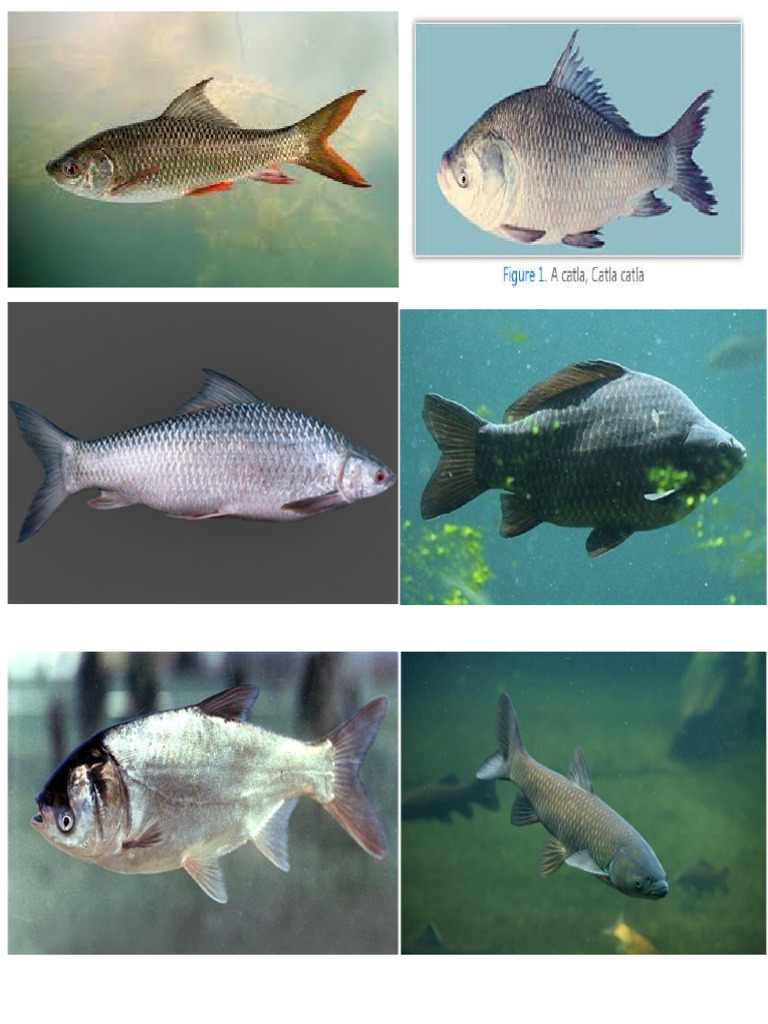 Fishes | PDF