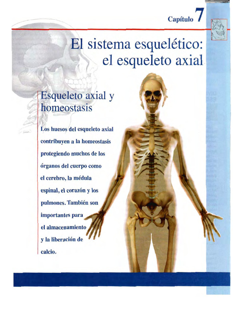 Capitulo 7 Esqueleto Axial | PDF