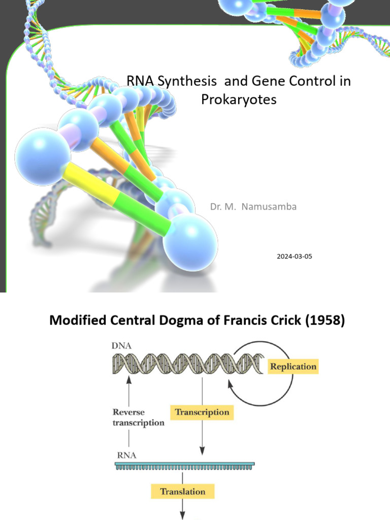 RNA Synthesis and Gene Control in Proks | PDF