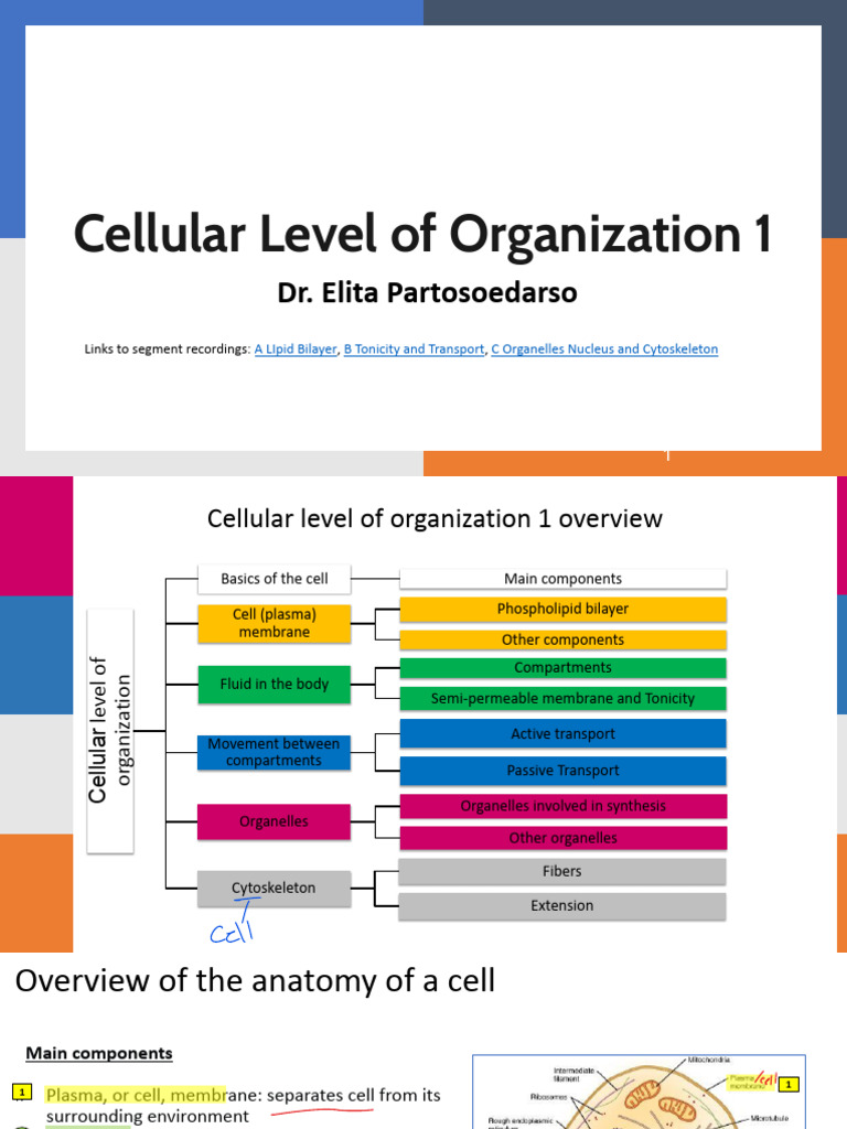 Understanding Cellular Organization Basics | PDF | Cell Membrane | Endoplasmic Reticulum