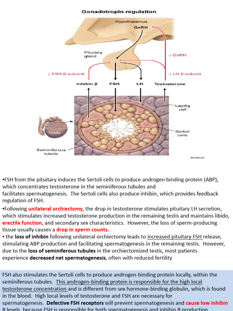 Endocrinology Uworld Notes | PDF | Thyroid | Thyroid Stimulating Hormone