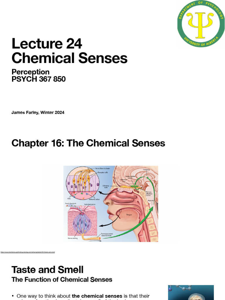 Chemical Senses: Perception PSYCH 367 850 | PDF