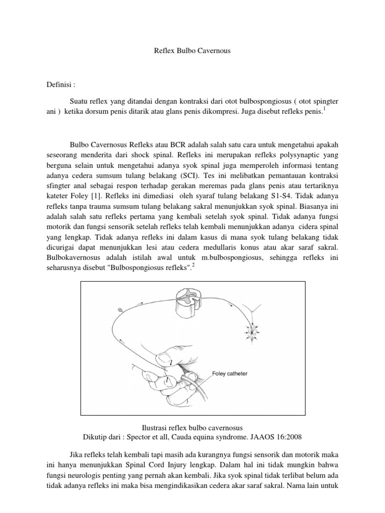 Reflex Bulbo Cavernous | PDF | Seni | Pengembangan Diri