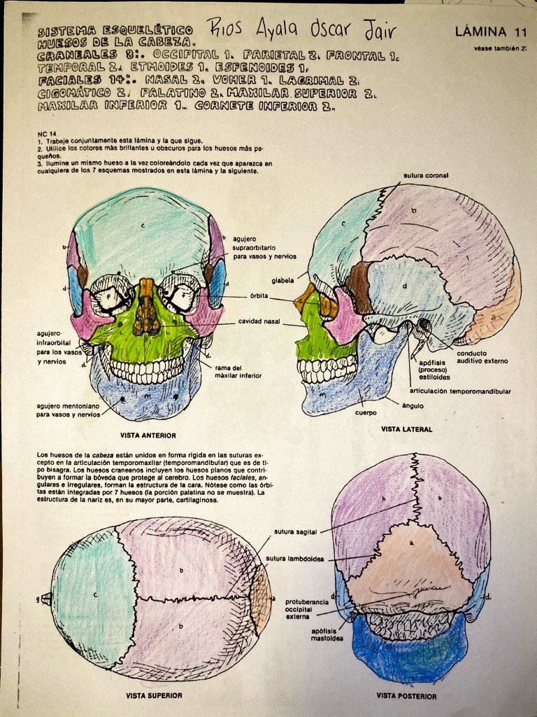 Esquemas Morfo. | PDF