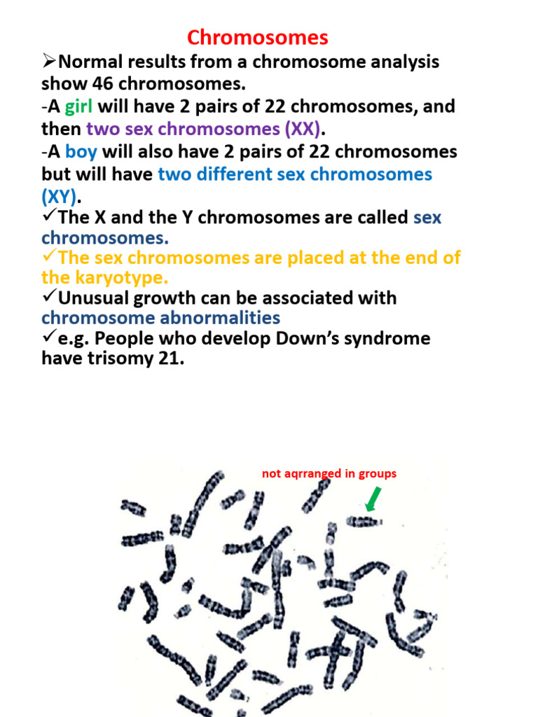 Chromosome Practical | PDF