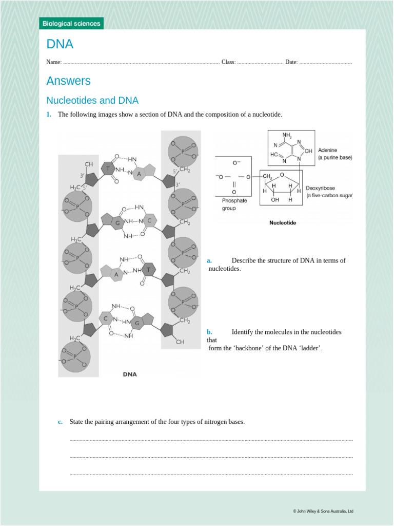 DNA Structure | PDF
