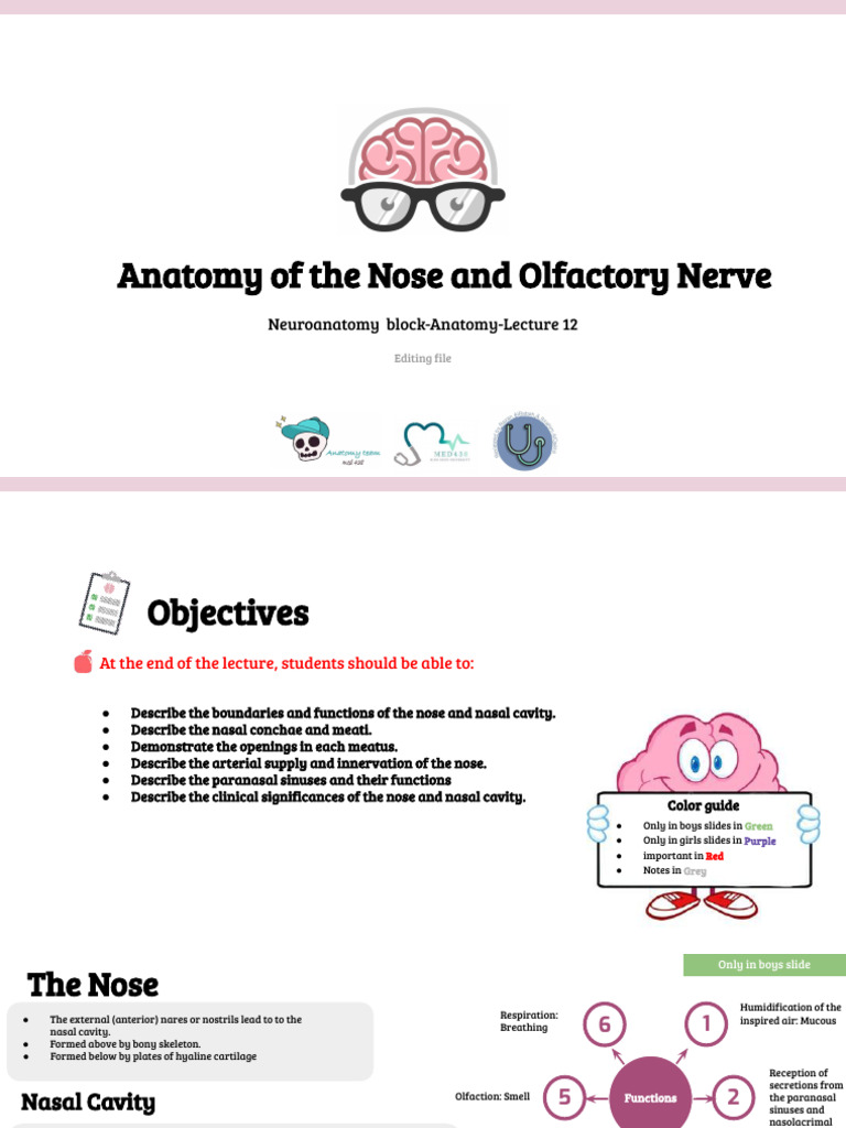Lecture (12) Anatomy of The Nose and Olfactory Nerve | PDF