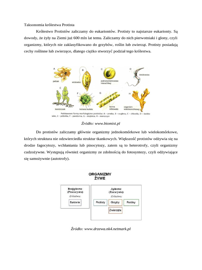 Protisty Typologia | PDF