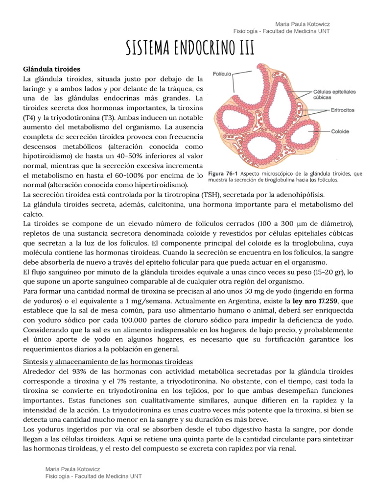Sistema Endocrino IV | PDF