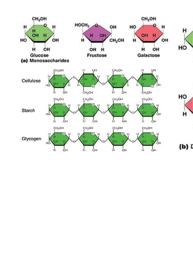 Biology Structures | PDF