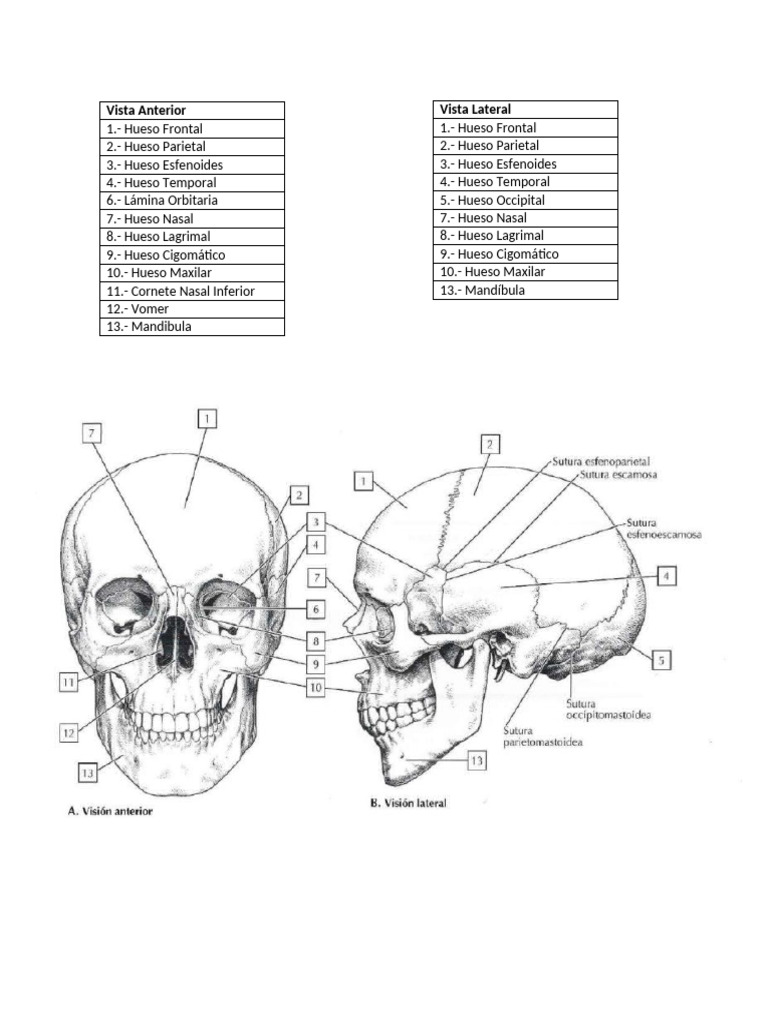 Taug 2 Anatomia | PDF