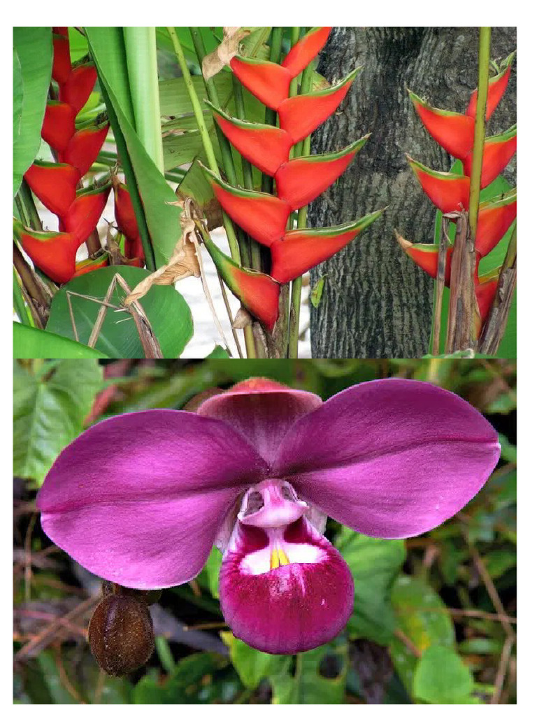 Flora de La Selva | PDF