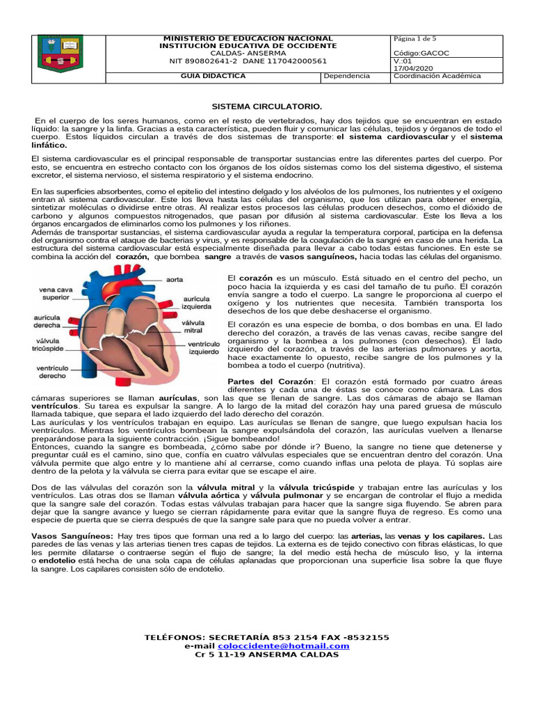 Sistema Circulatorio Taller | PDF