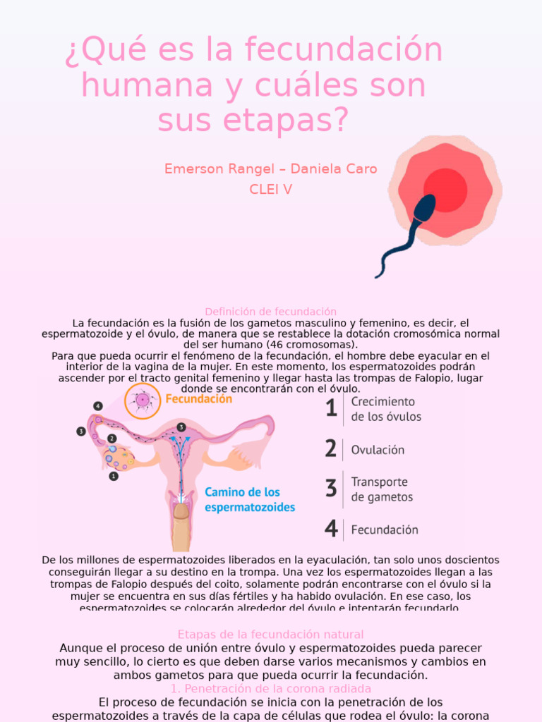 Qué Es La Fecundación Humana y Cuáles | PDF