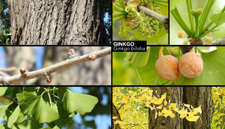 Ginkgo | PDF