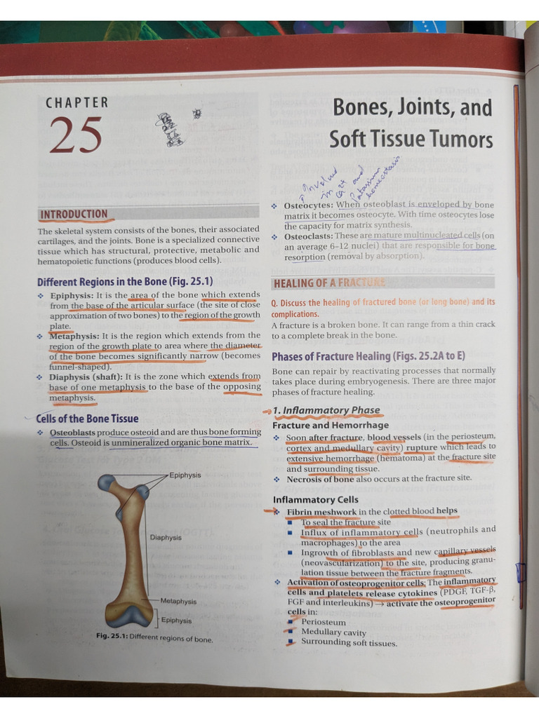 Bone | PDF