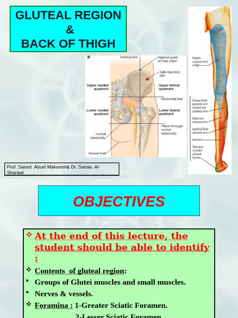 18 Posterior Compartment of Thigh[1] | PDF