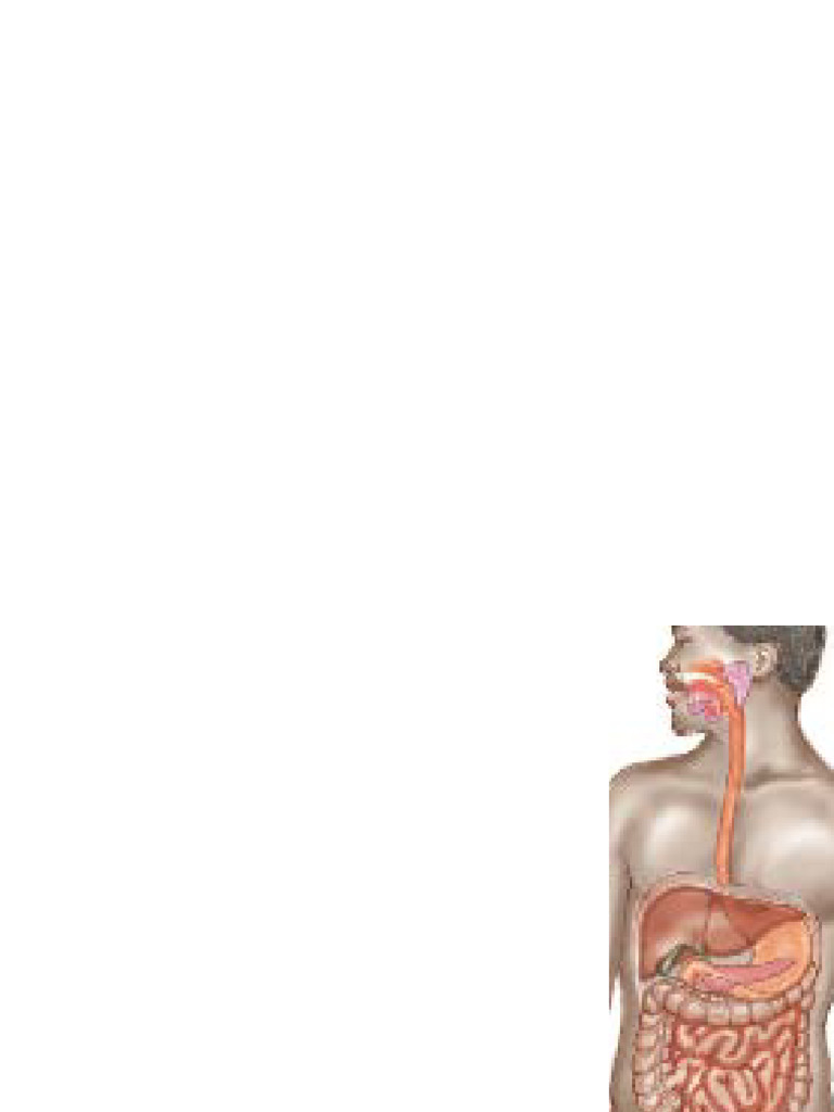 Yr 3 IP Chap 4 Nutrition in Humans | PDF | Digestion | Stomach