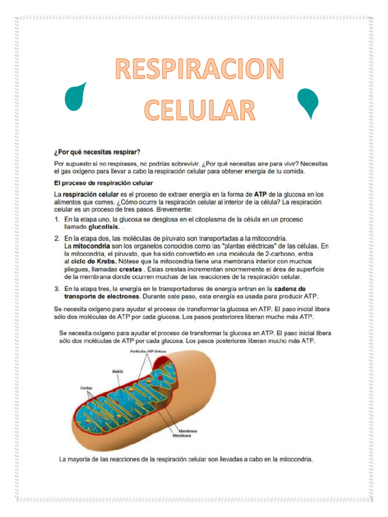 GUIA 1 RESPIRACION CELULAR | PDF