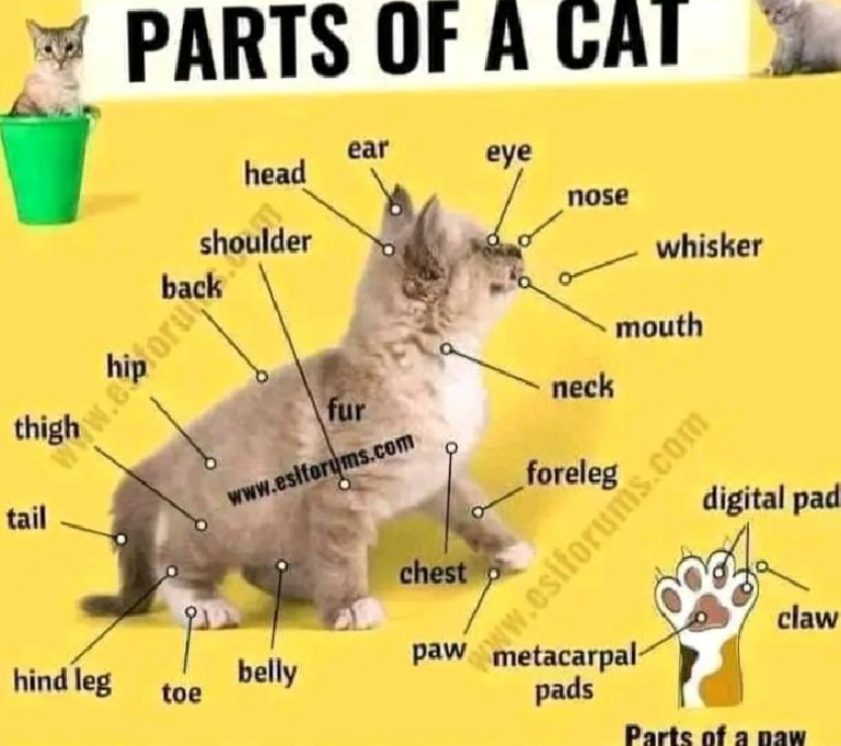 Parts of A Cat | PDF