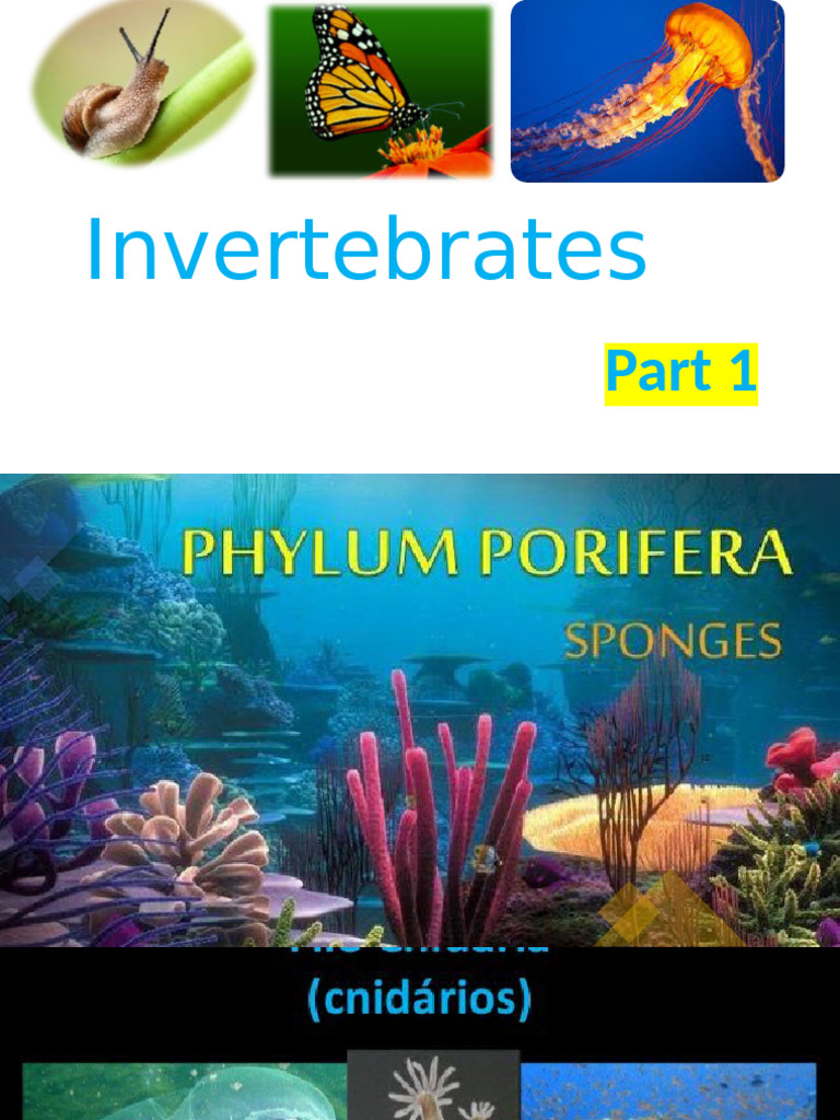 Invertebrates 1 Porifera and Cnidaria | PDF
