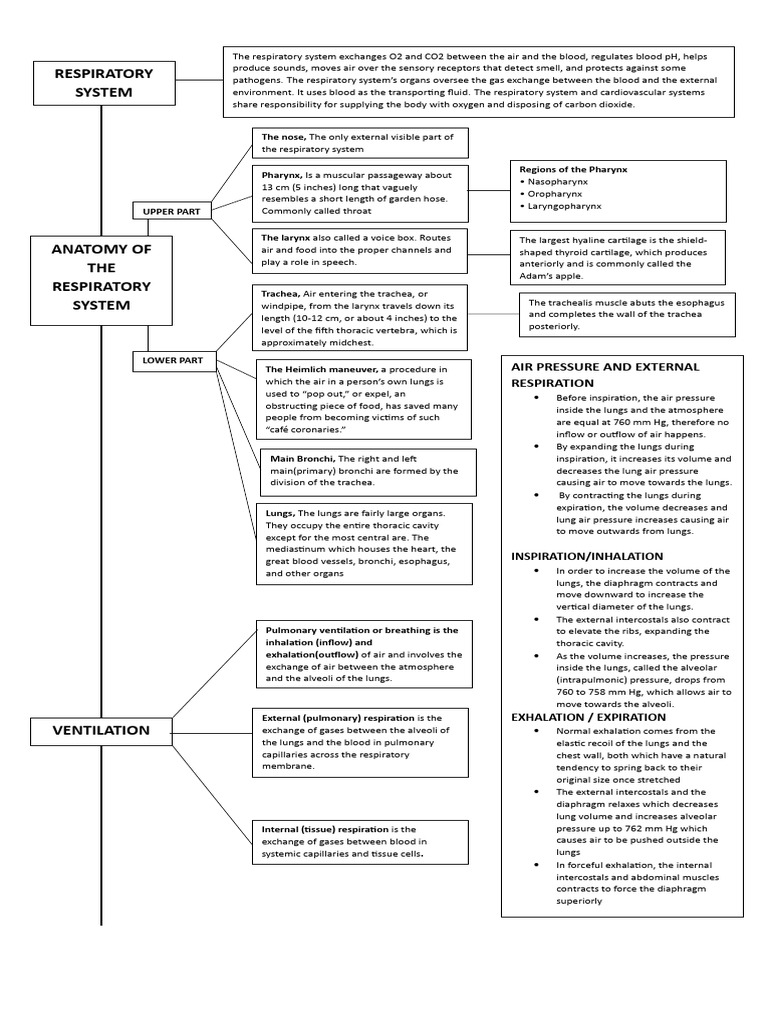 Concept Map 2 (Respi, Digest, Uri, Repro) Vince Pogi | PDF | Kidney | Stomach