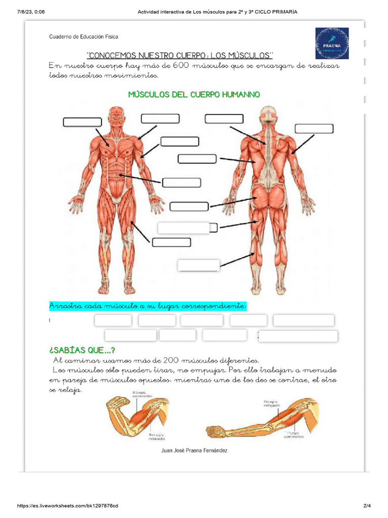 Actividad Interactiva de Los Músculos para 2º y 3º CICLO PRIMARÍA | PDF