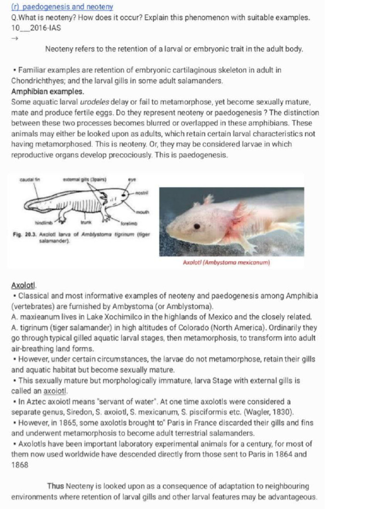 Paedomorphosis and Neoteny | PDF