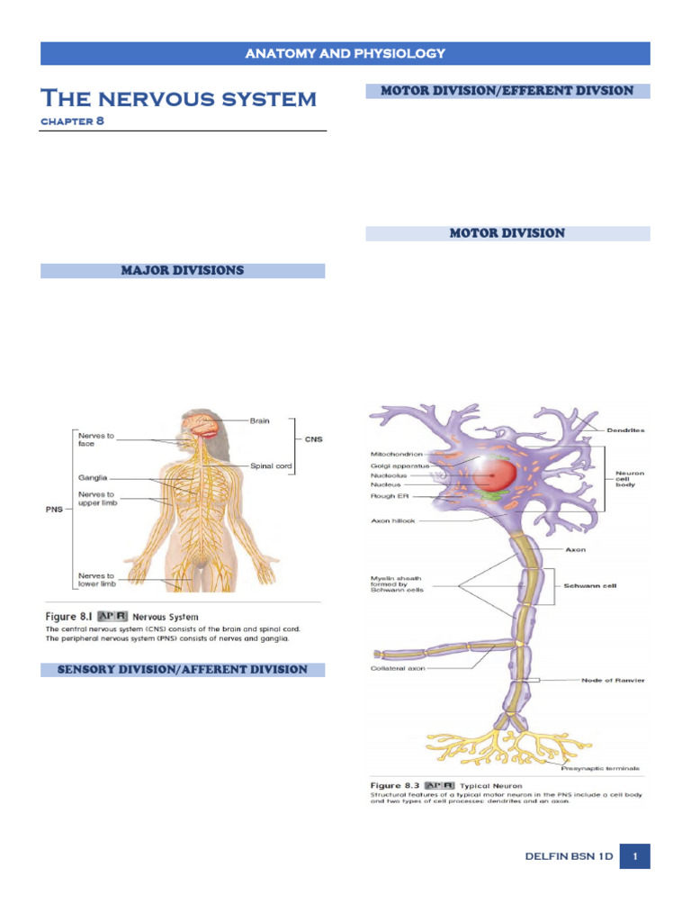 Anatomy and Physiology 2 | PDF