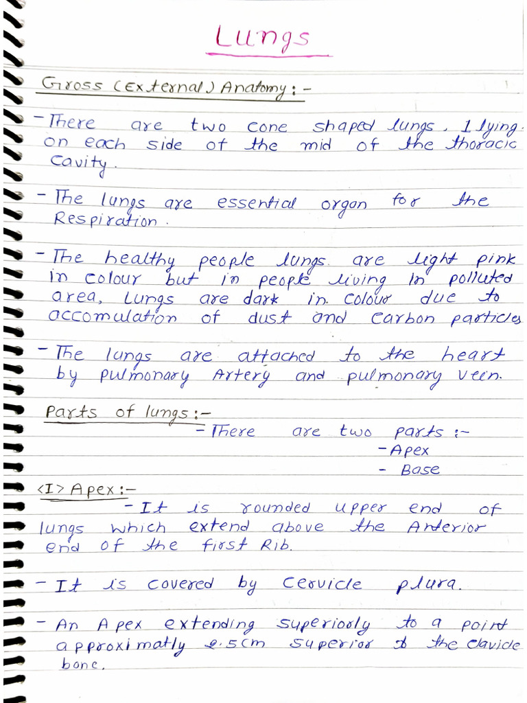Lungs | PDF