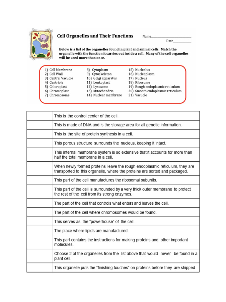 Organelle Worksheet | PDF