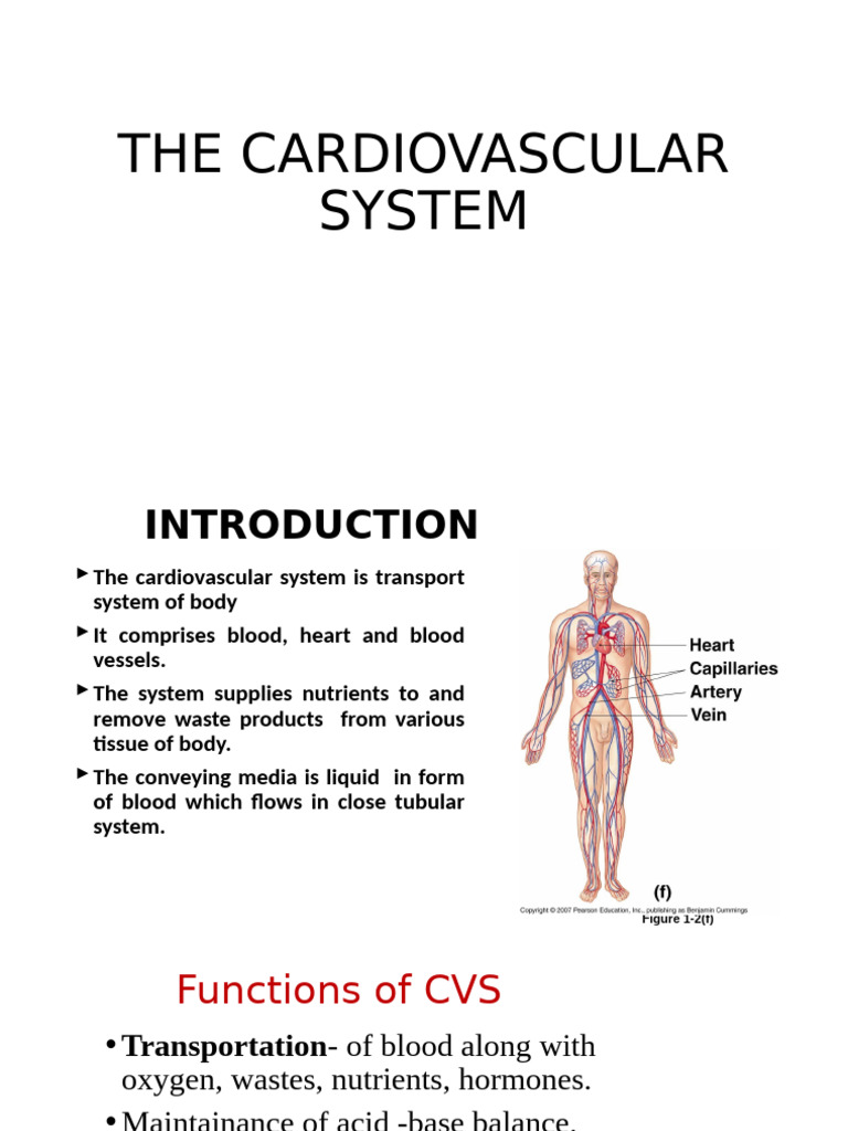 Cardiovascular System Pdf