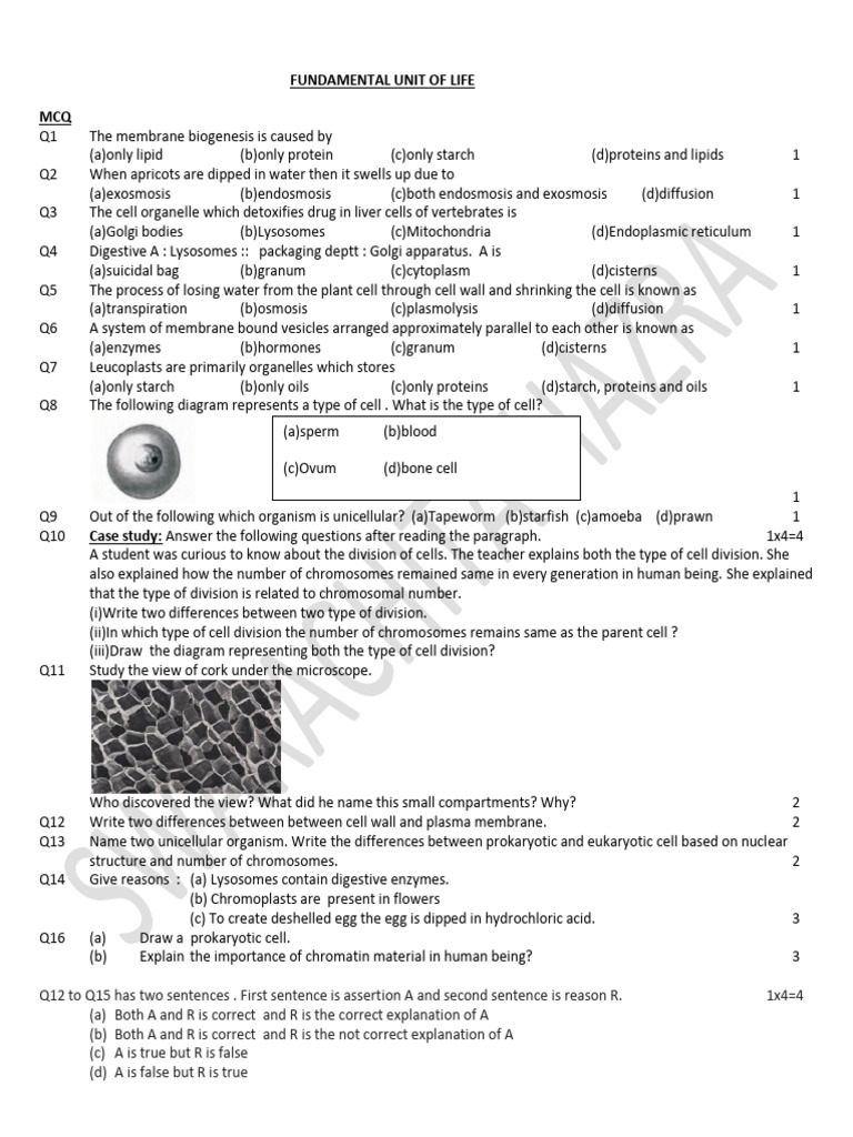 Fundamental Unit of Life Assignment | PDF | Cell (Biology) | Wellness