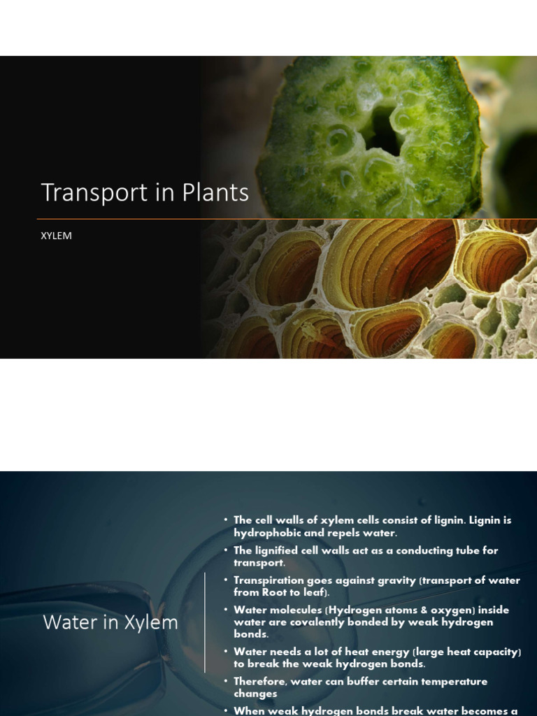 Transport in Plants - Xylem (Transpiration) | PDF