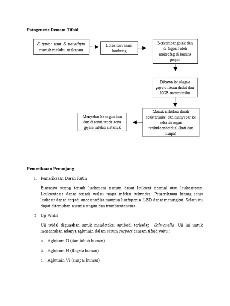 Patogenesis Demam Tifoid | PDF