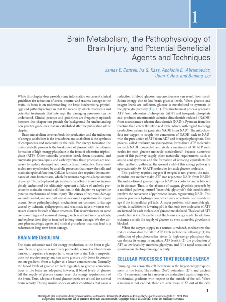 Brain Metabolism, The Pathophysiology of Brain Injury, and Potential ...