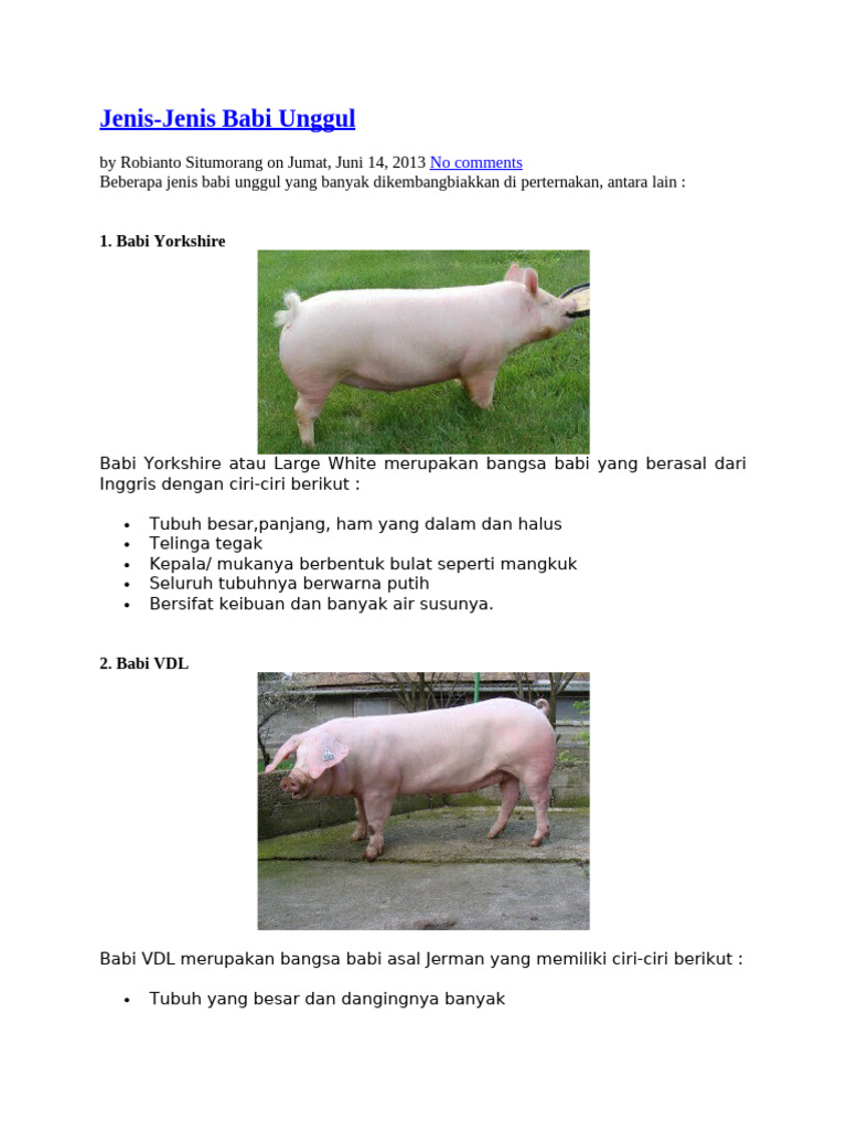 Jenis Babi | PDF