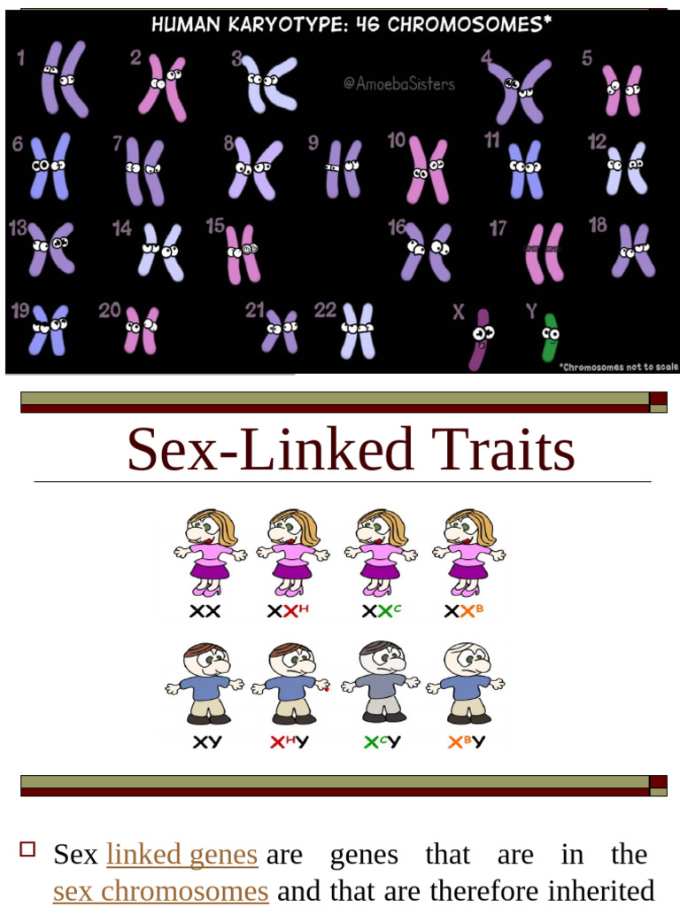 Sex Linked Traits | PDF