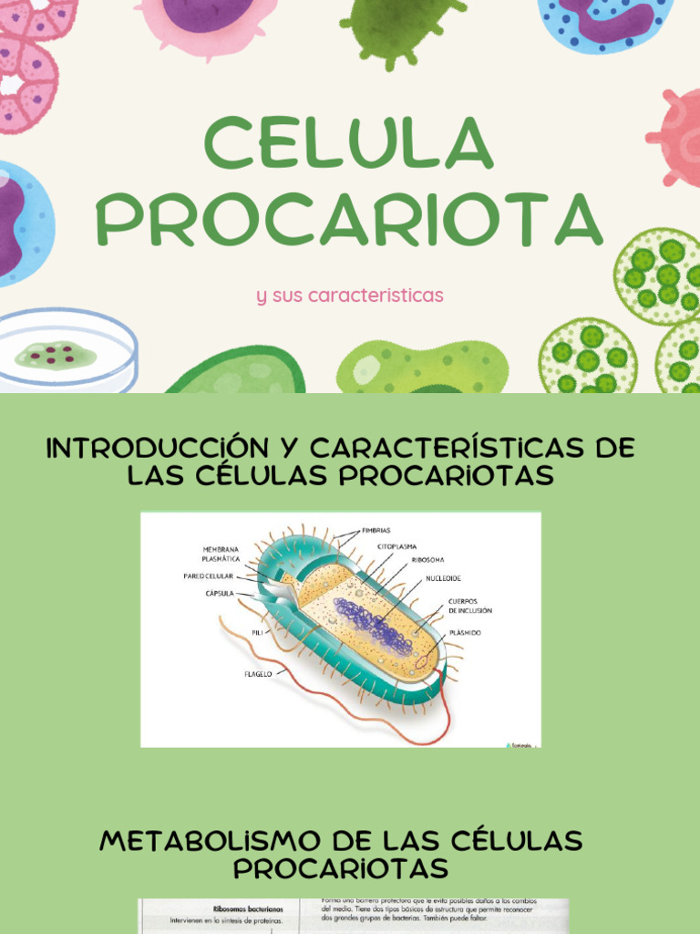 Celula Procariota | PDF