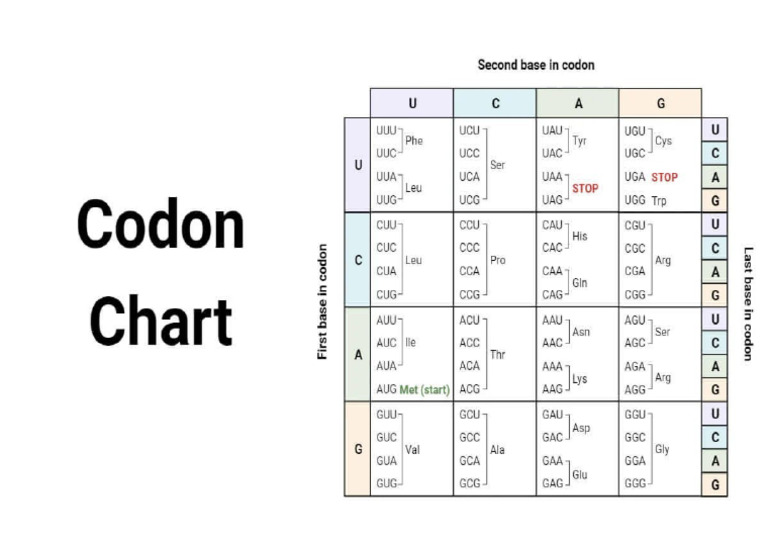 Codon Chart Table | PDF
