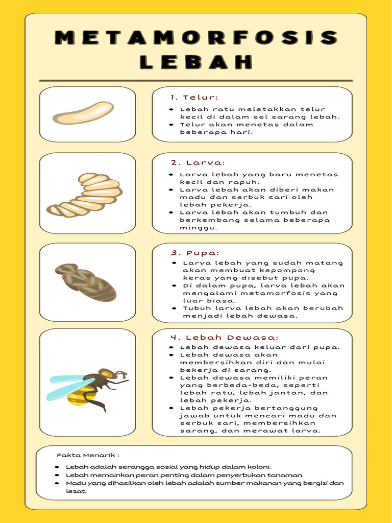 Infografis Pendidikan Metamorfosis Lebah Kuning Ilustrasi | PDF