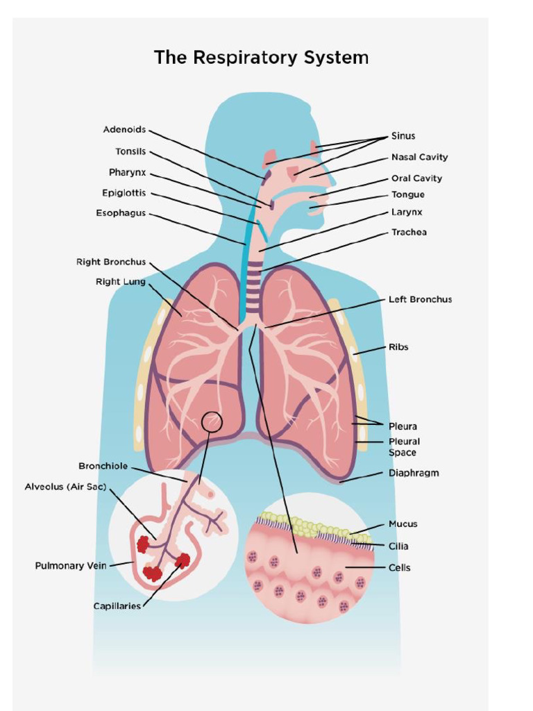 Respiratory | PDF