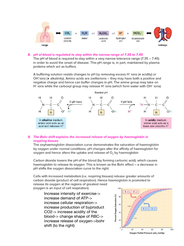 Option D - Human Physiology 2 | PDF