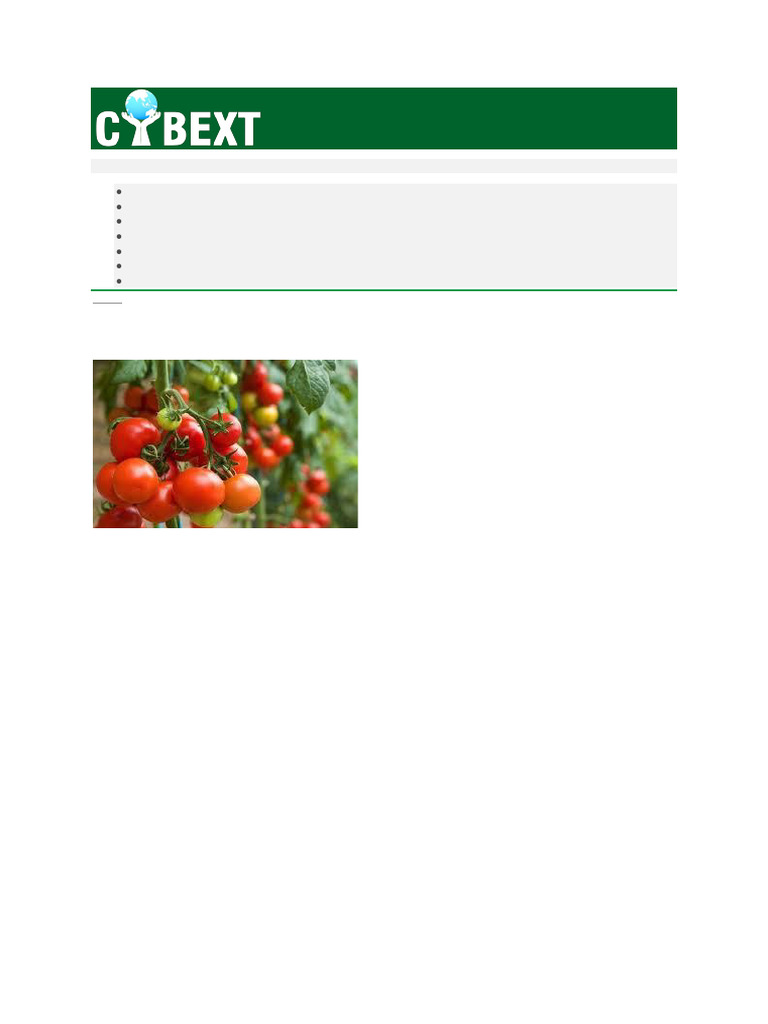 Teori Budidaya Tomat | PDF